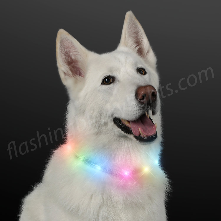 bright dog light